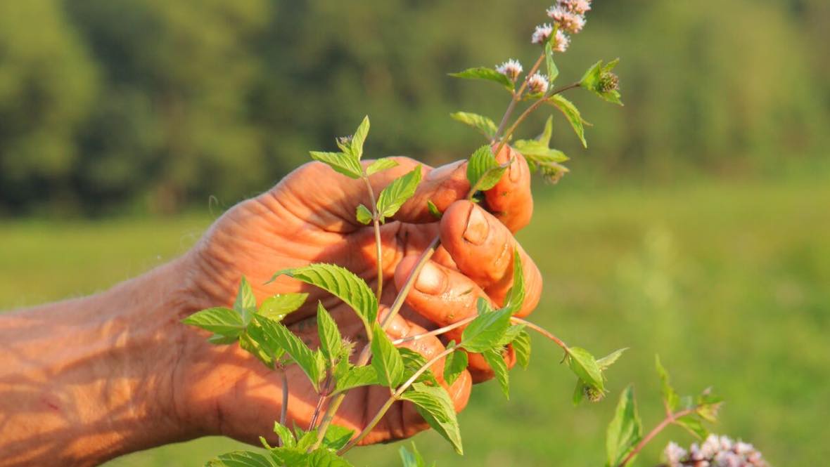 Making a Resilient Future For Mint | Mars Global