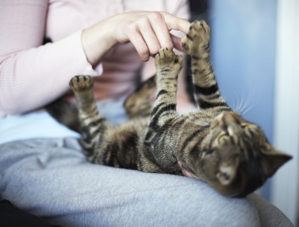 How to Practice Social Distancing & Keep Pets Active | Mars Global