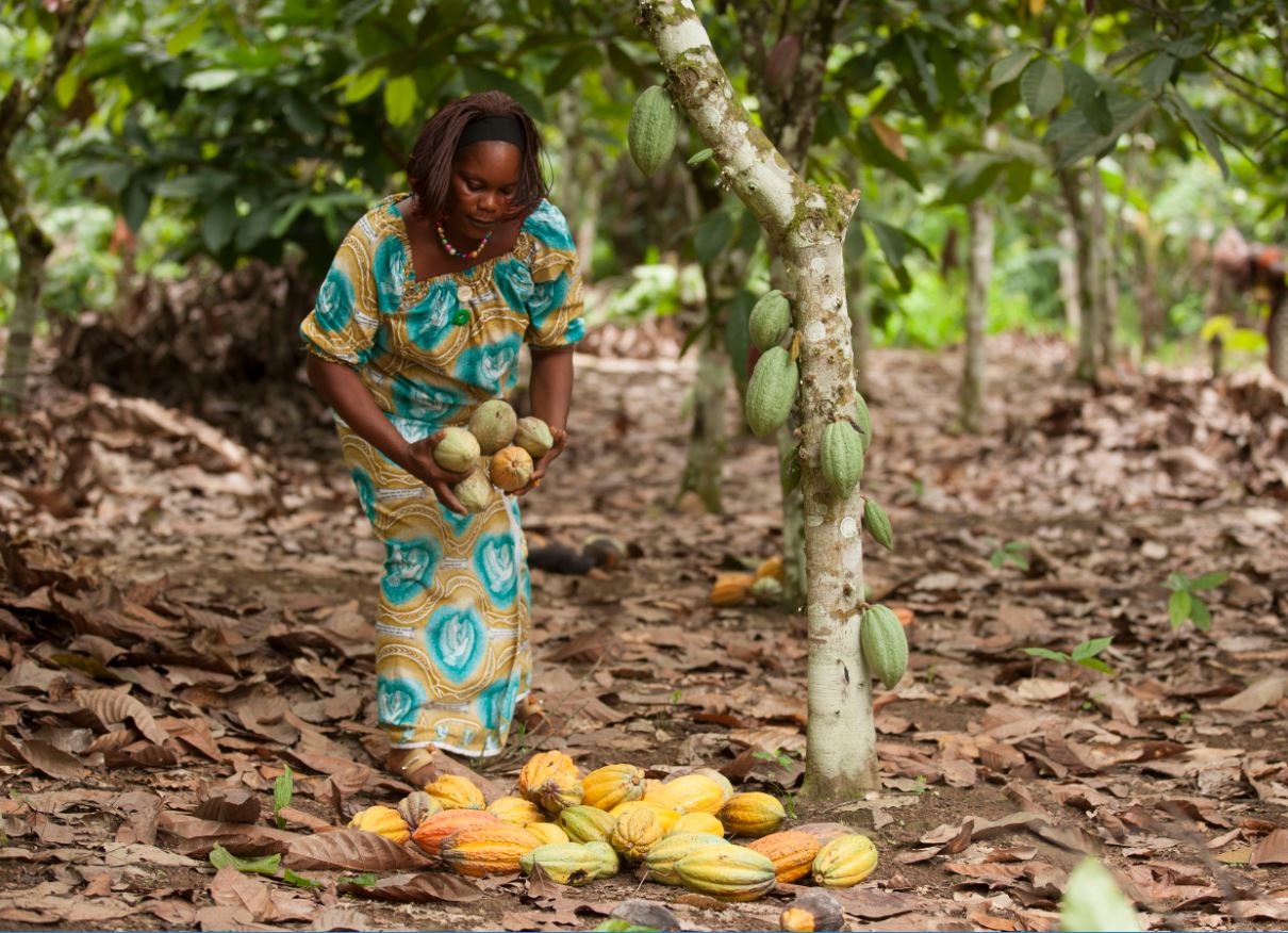 DOVE® Chocolate Commits to Sustainably Sourced Cocoa | Mars Global
