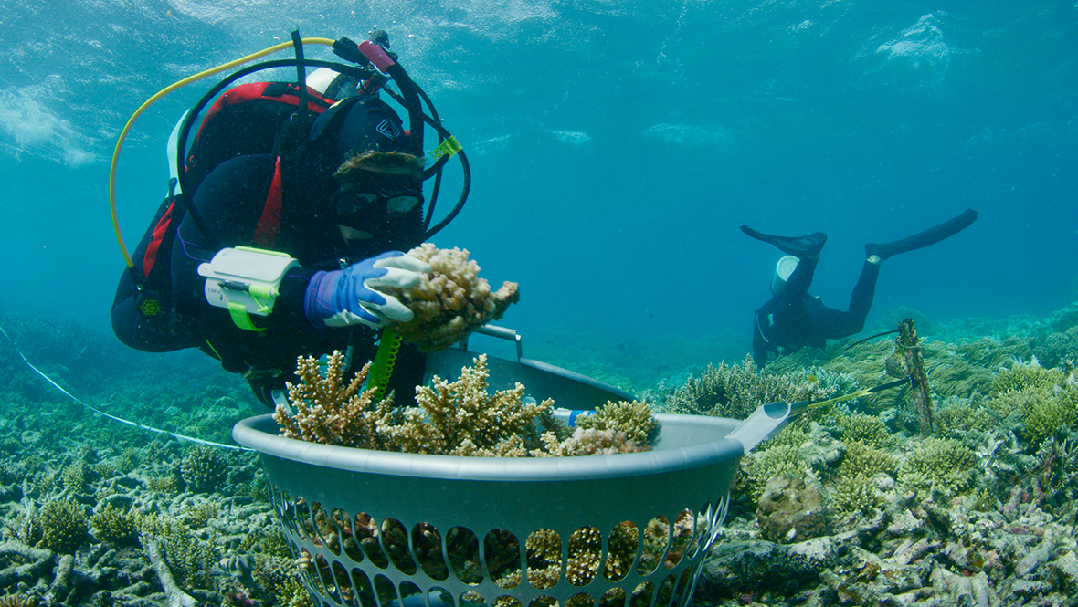 Underwater Arks Can Help Preserve The World’s Vital Coral Reefs | Mars ...