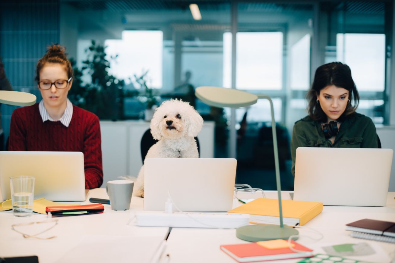 New Survey On Pets In The Workplace | Mars Global