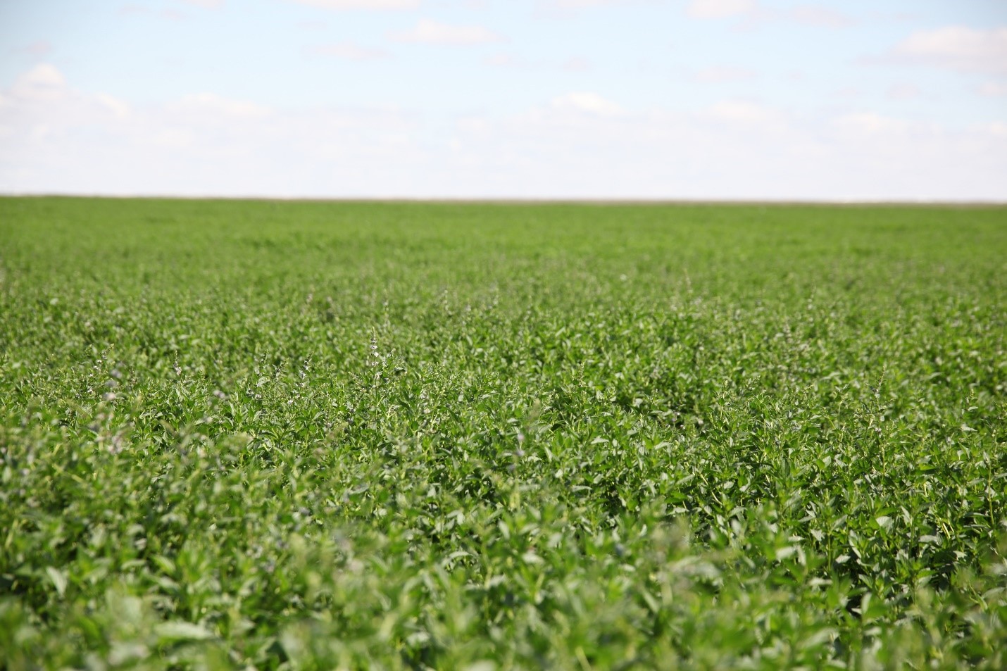 Mars Hosts Food Safety Coalition Ahead of UN Food Summit | Mars Global