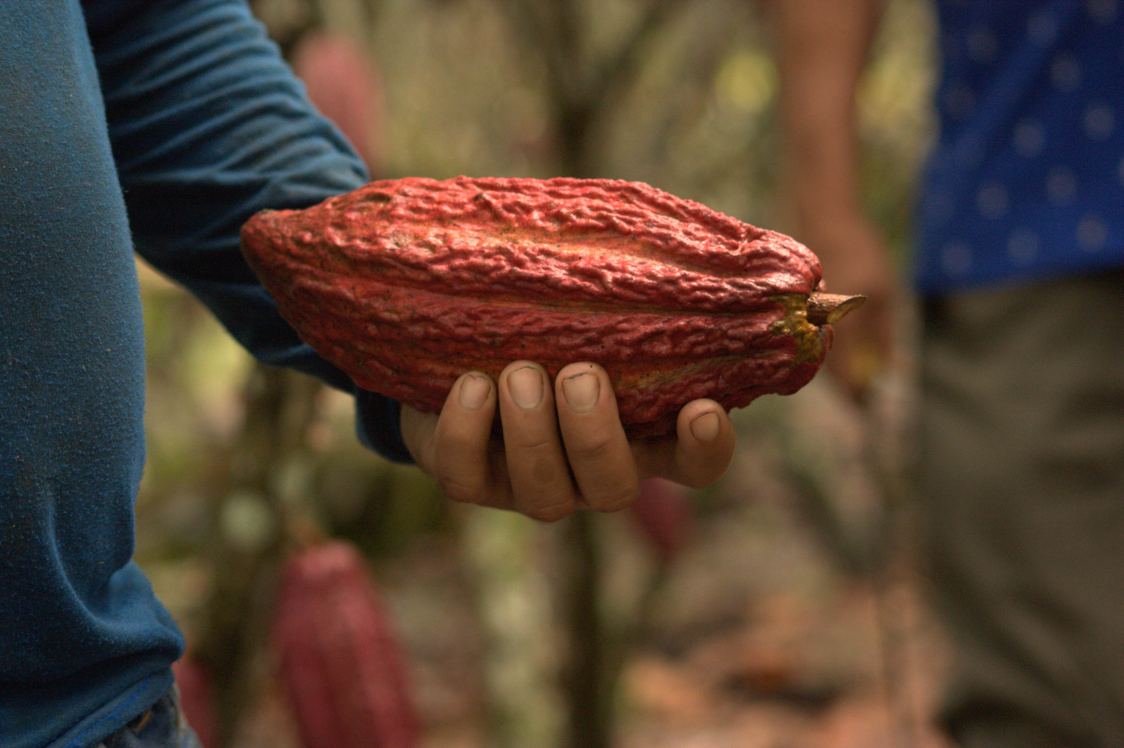 Mars Wrigley Shifts Toward Sustainable Cocoa Farming | Mars, Incorporated