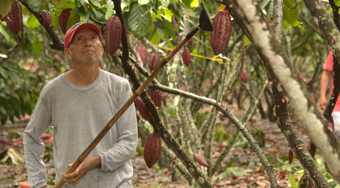 2021 Progress on Cocoa Supply Chain Transparency | Mars, Incorporated ...