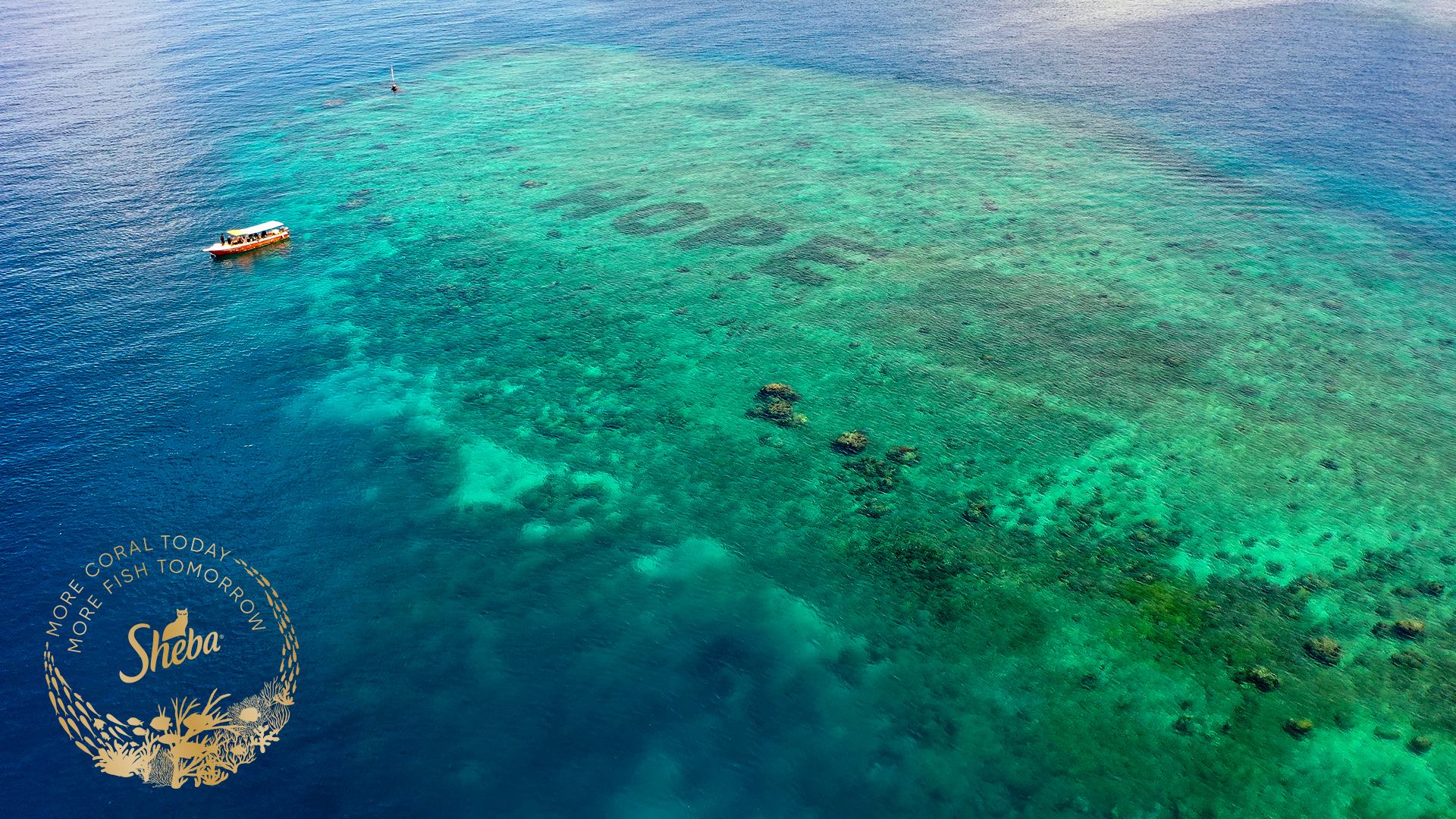 Mars announces “The Big Build” - a large-scale coral reef restoration ...