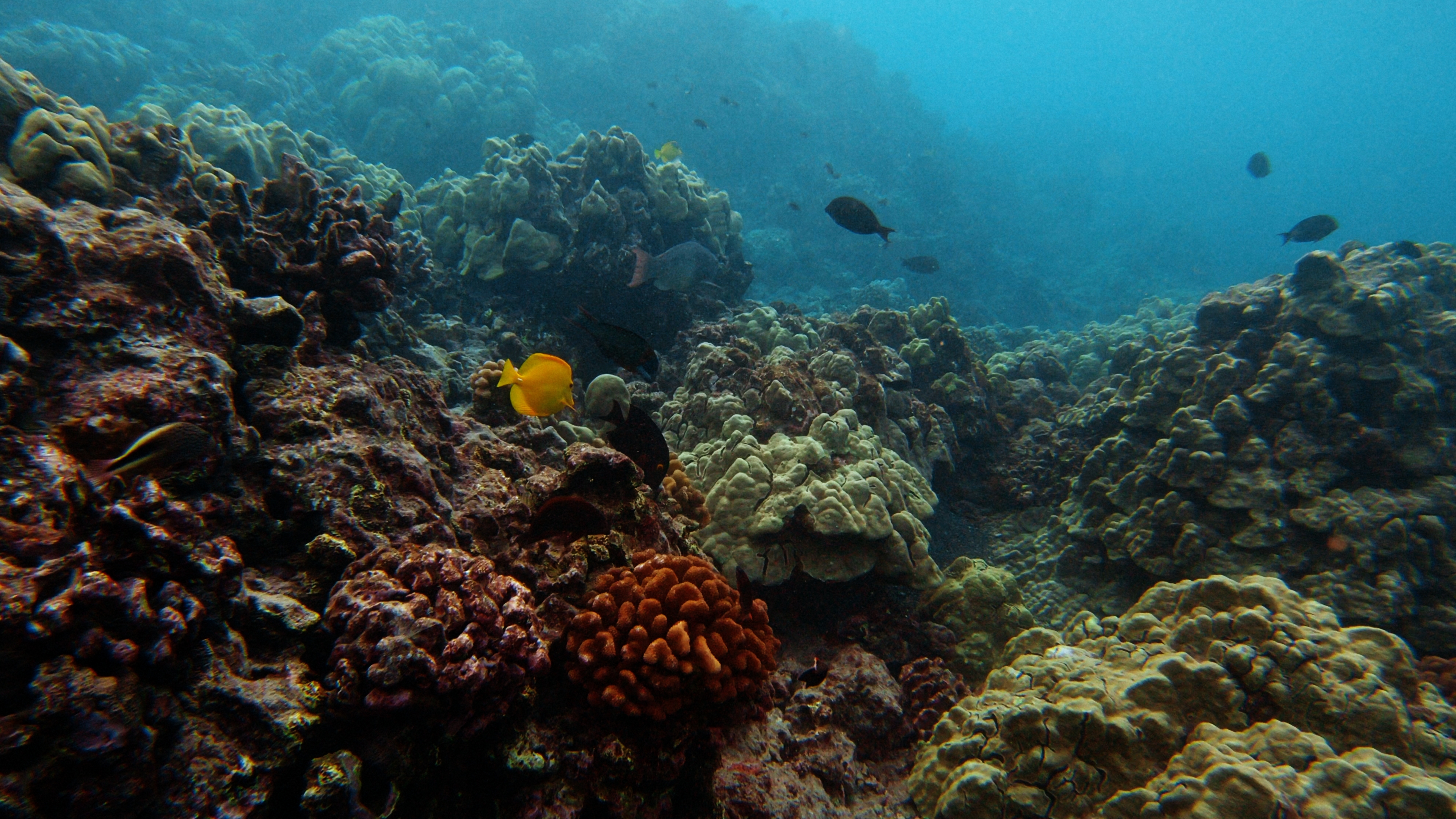 Mars tackles climate change across iconic brands | Mars Indonesia