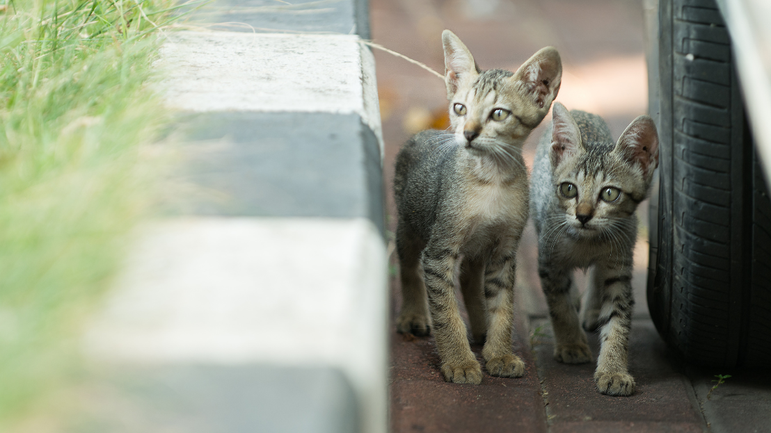 State of Pet Homelessness Project reveals 1 in 3 pets are in need of a ...