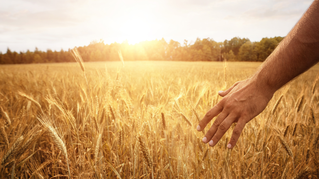 マースとUnreasonable Group、食品サプライチェーンのサステナビリティを変革するためにUnreasonable Food™を発表 ...