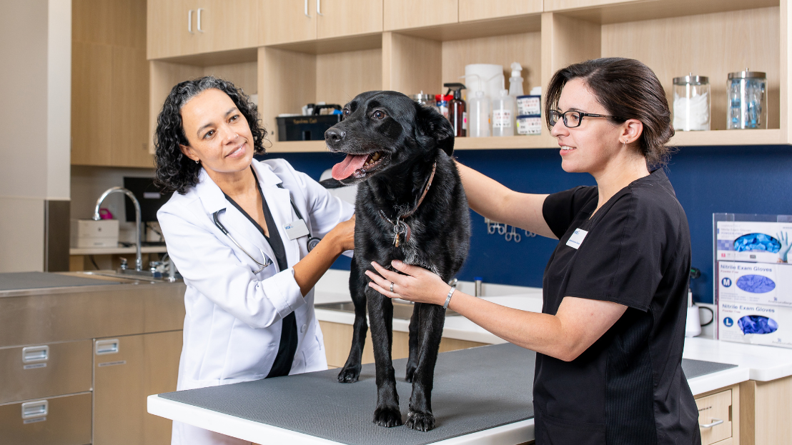 Antech unleashes new era in veterinary diagnostics with two new ...