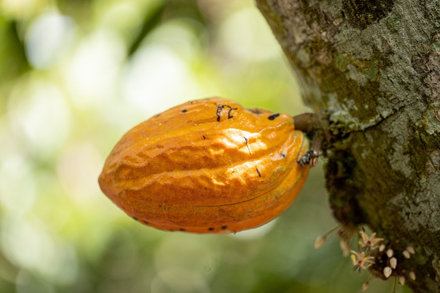 Celebrating the cocoa bean on World Chocolate Day | Mars Global