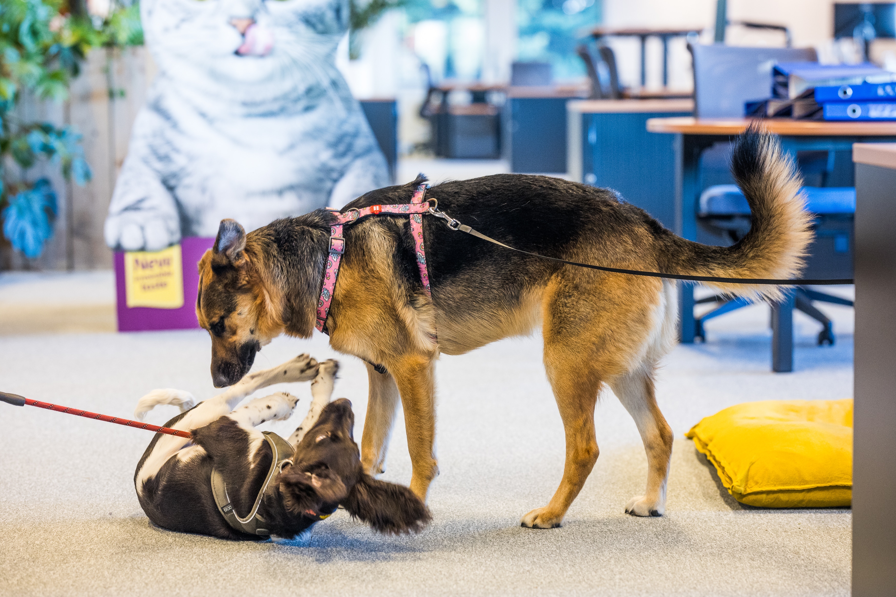 6 out of 10 Belgian office workers are less stressed when dogs are ...
