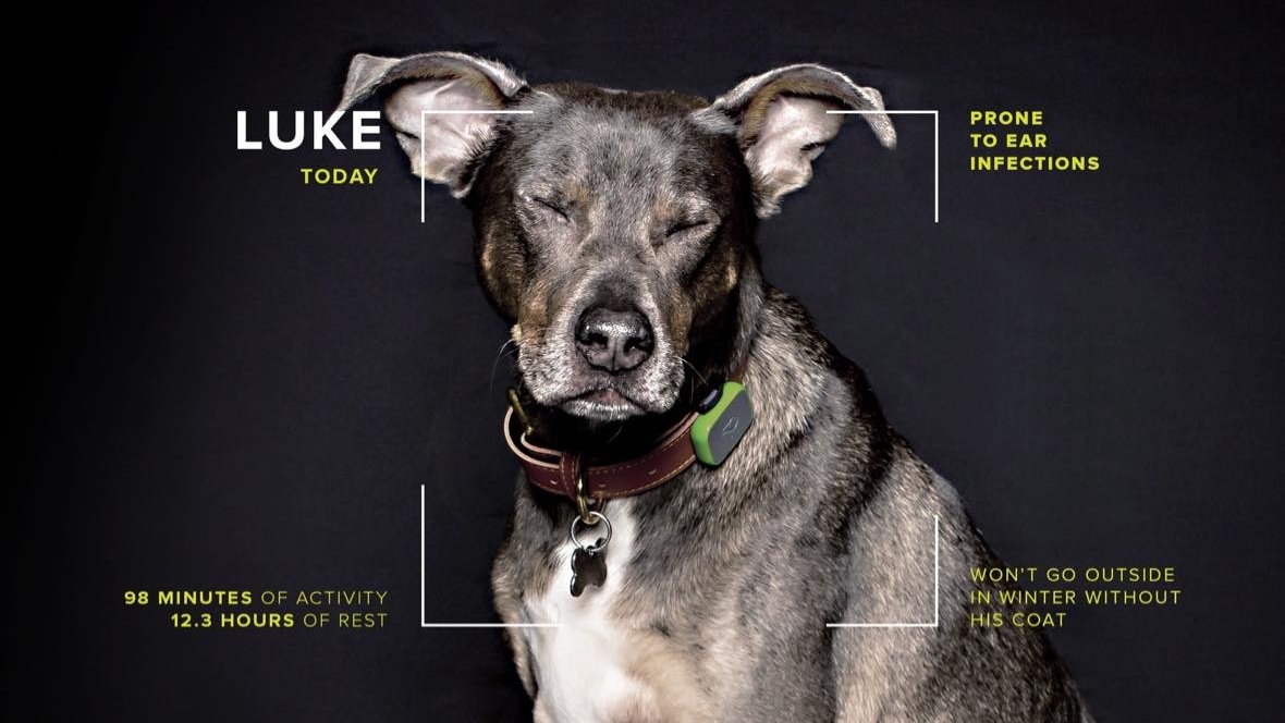 10,000 Dogs Teaching Humans New Tricks | Mars Global