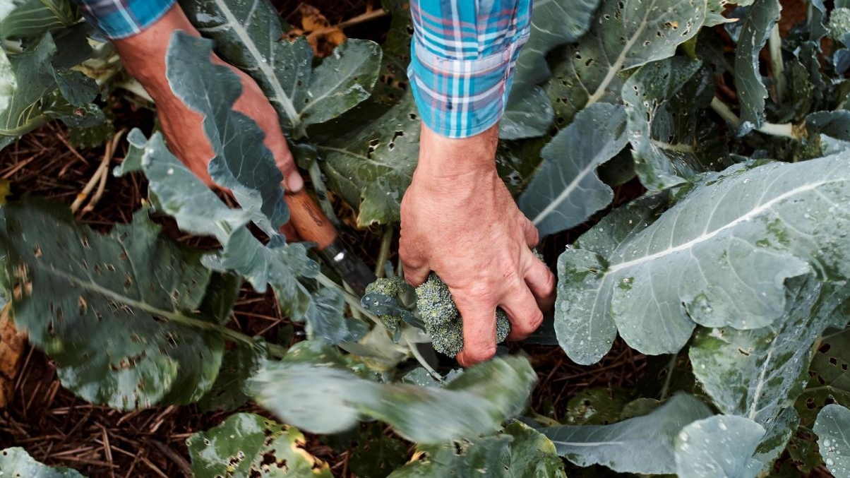 Mars Food Commits to Delivering 5.5 BILLION Healthy Meals to Families ...