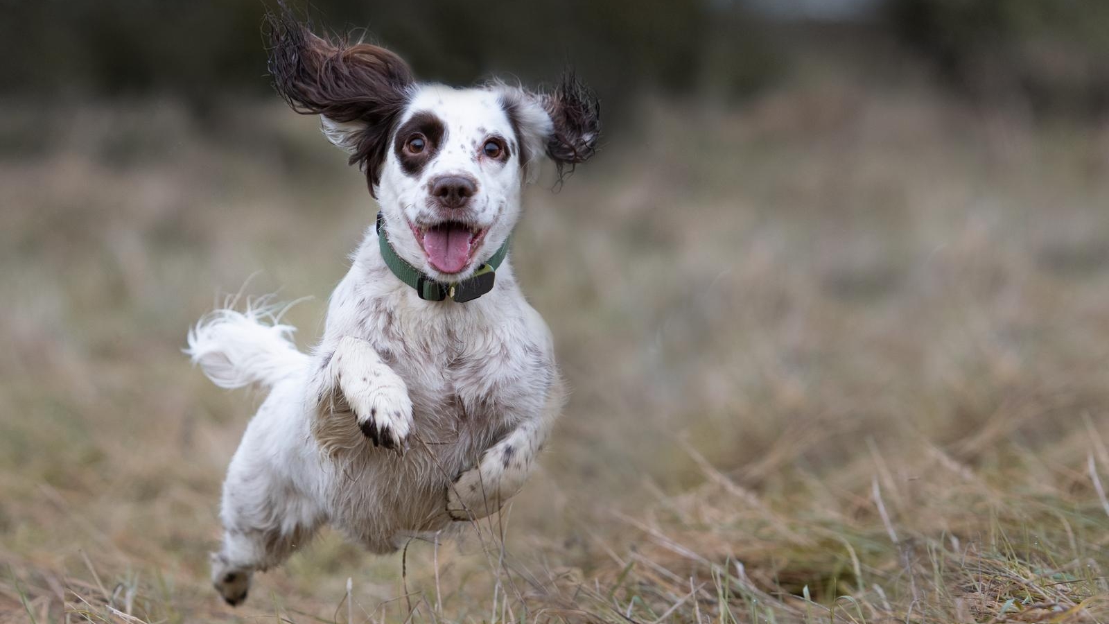 3 Ways Mars Petcare Data is Unleashing Innovation | Mars Global
