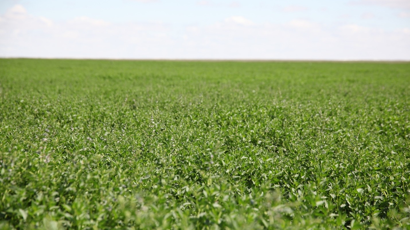 Mars Hosts Food Safety Coalition Ahead of UN Food Summit | Mars Global