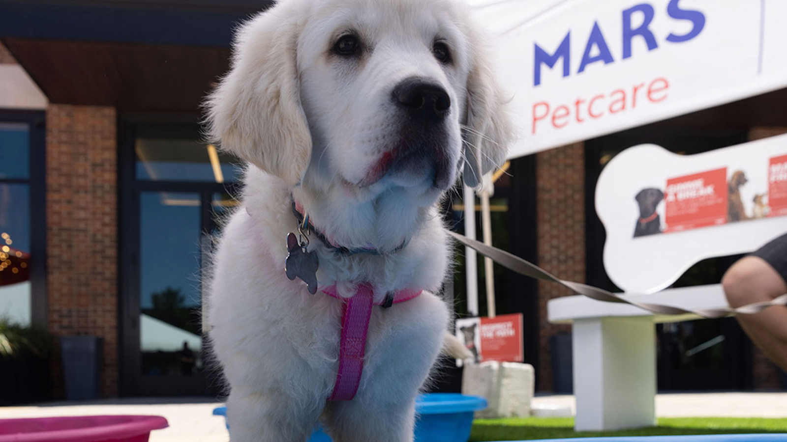 Pedigree Dog Adoptions | Mars Global