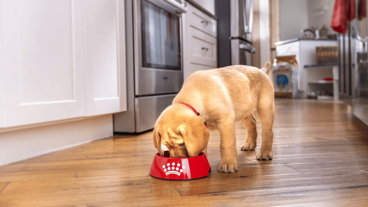 How Mars is helping pets and pet parents across the U.S. | Mars Global