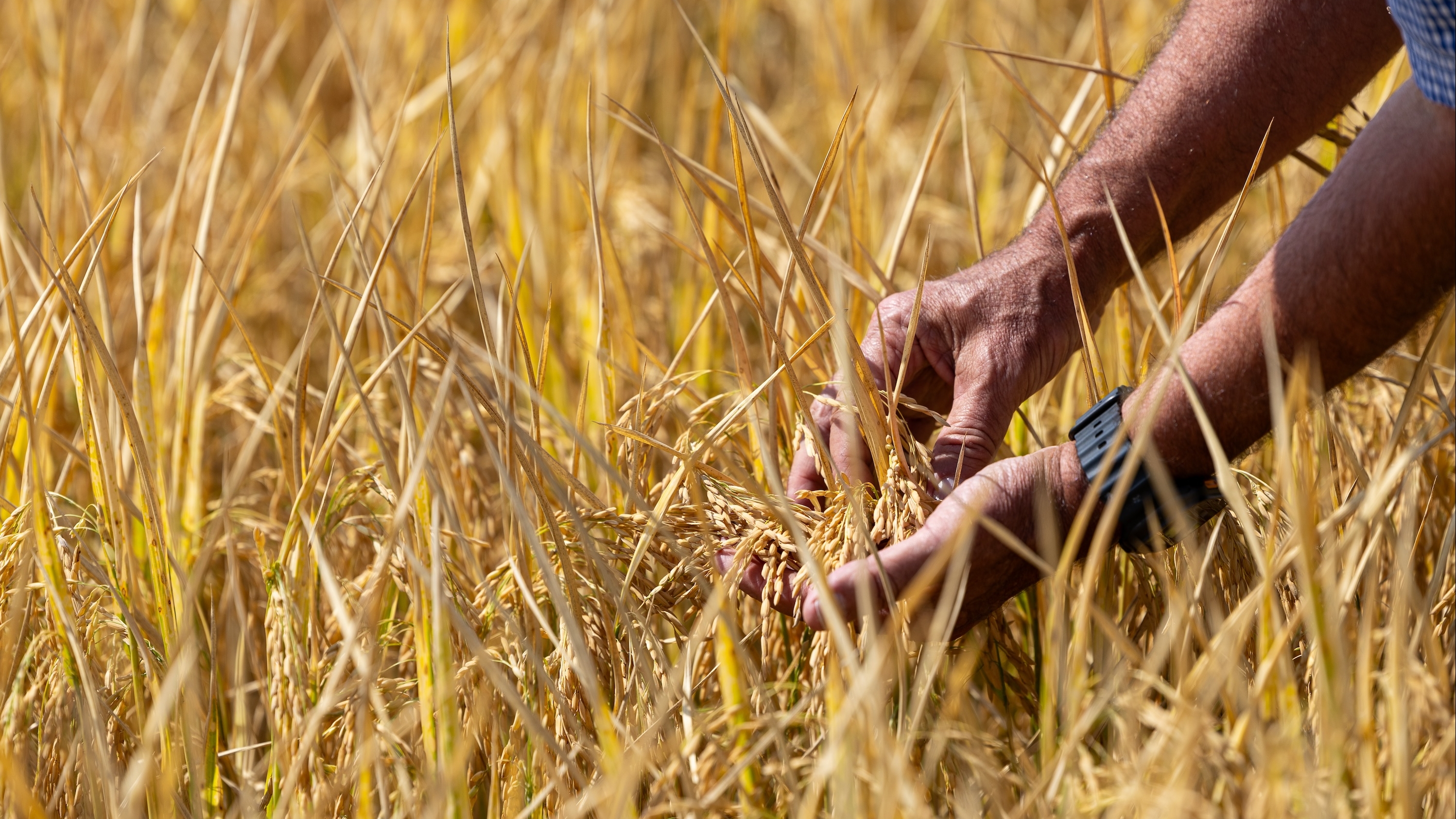 Sustainable Rice Farming: How Mars is Raising Rice Right | Mars Global