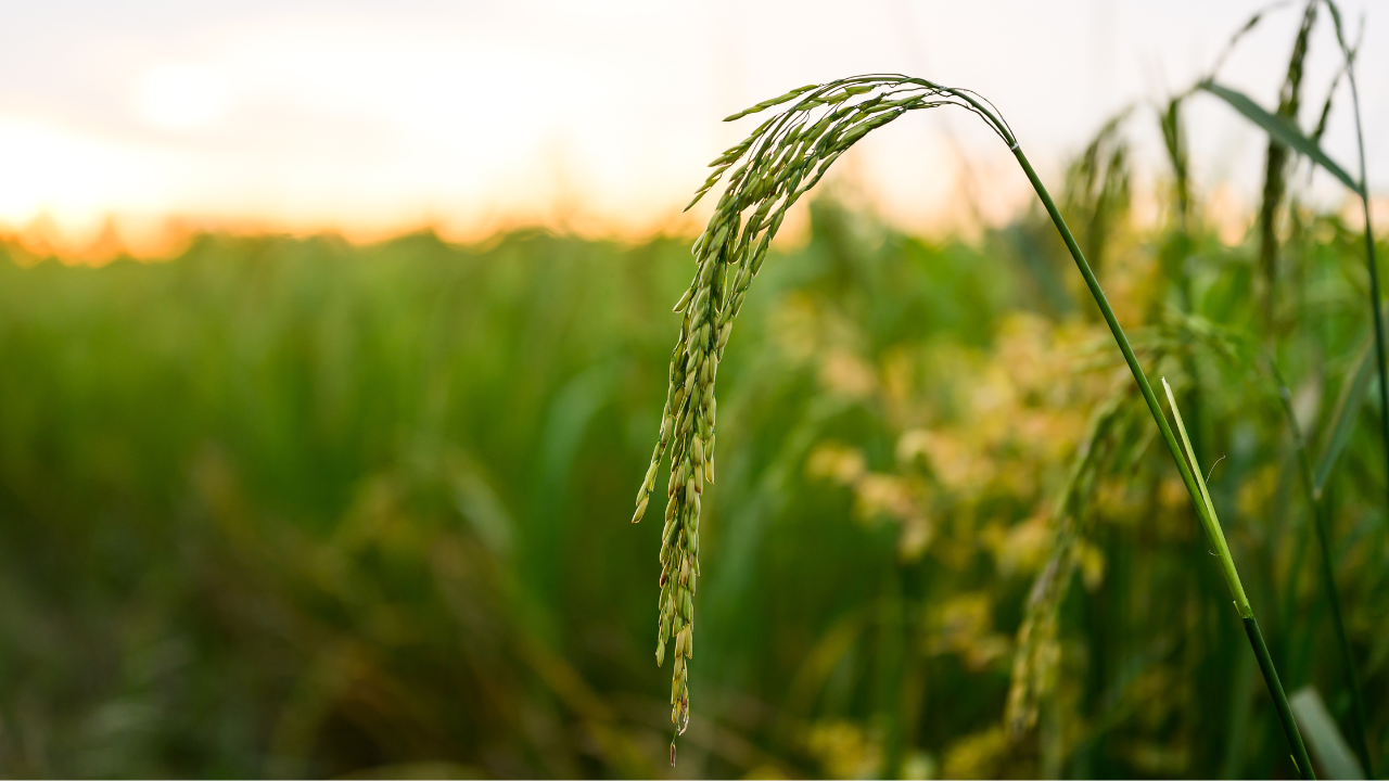 Mars investing $20 million in sustainable rice sourcing to help farmers ...