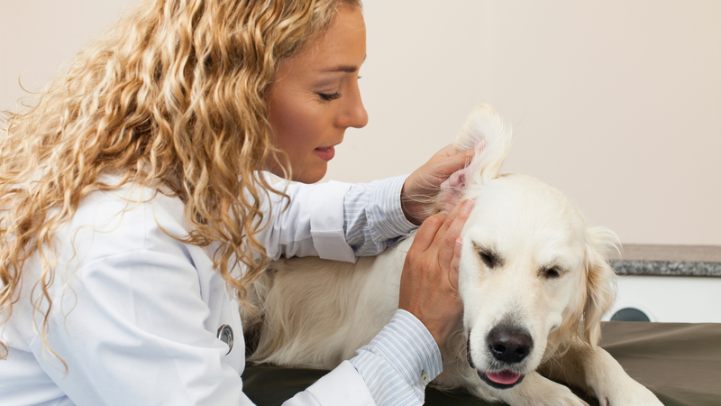 VCA Second Annual Impact Report Continues Legacy of Animal Care | Mars ...