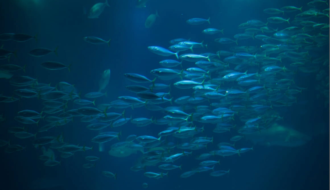 Building A Healthy Planet | Mars Incorporated